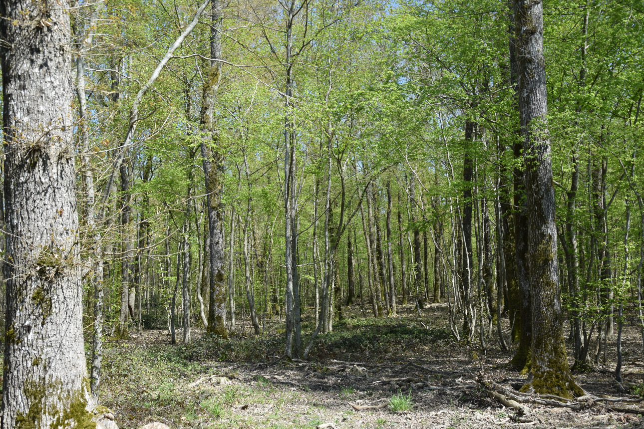 Forêt de Chêne de 8,5 hectares dans la Nièvre | MA-PROPRIETE.FR